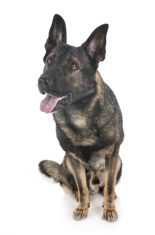 Gray german shepherd stock photo. Image of studio, nature - 33853130
