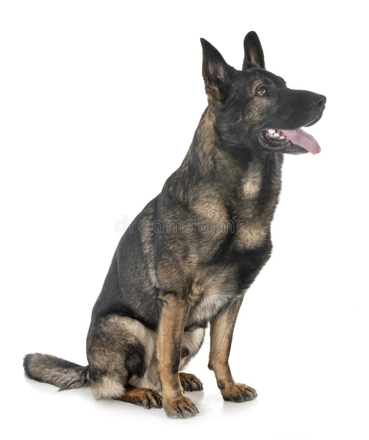 Gray german shepherd stock image. Image of biting, police - 143337547