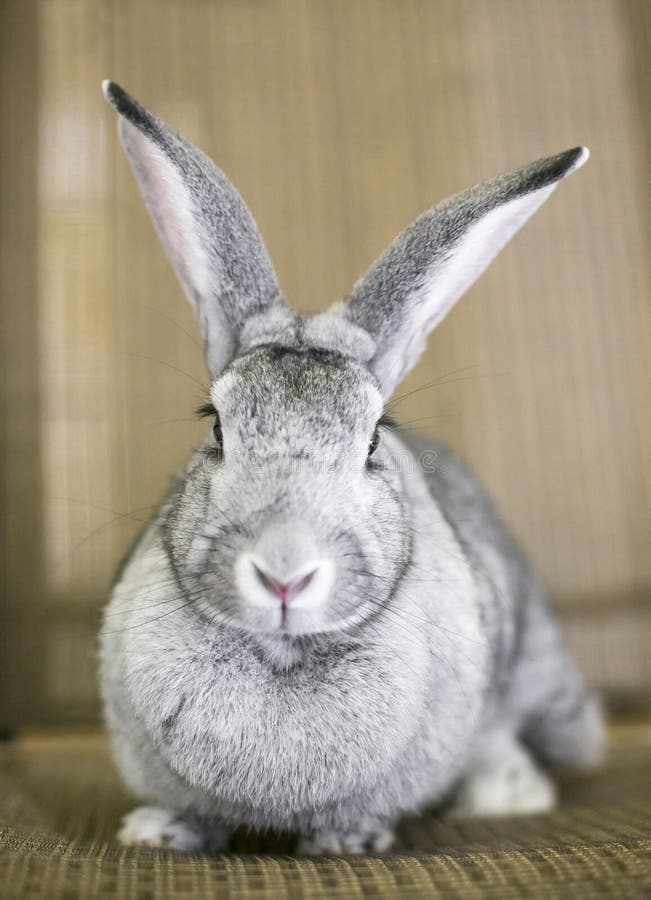 A Giant Chinchilla Rabbit Standing Upright Stock Image - Image of ...