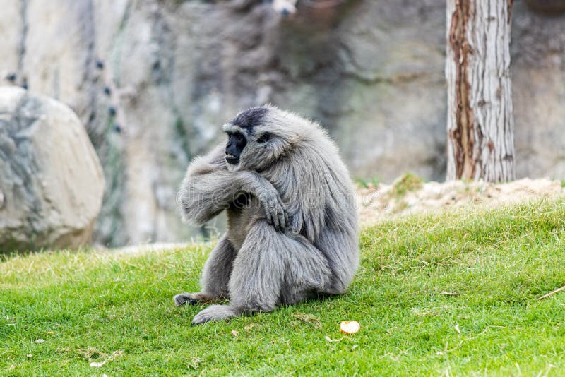 Gray Gibbon Sitting on the Grass Behind Large Rocks Stock Photo - Image ...