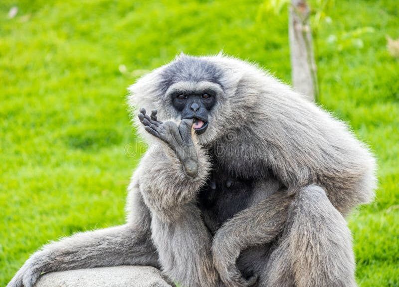 Gray Gibbon Sitting on the Grass during Daytime Stock Image - Image of ...