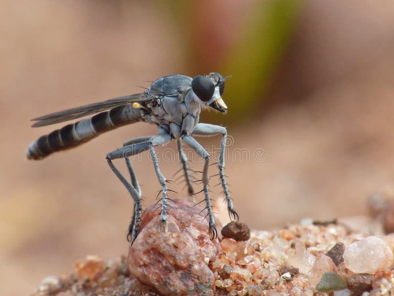 Sand Fly Gnat stock image. Image of virus, male, insect - 72309795