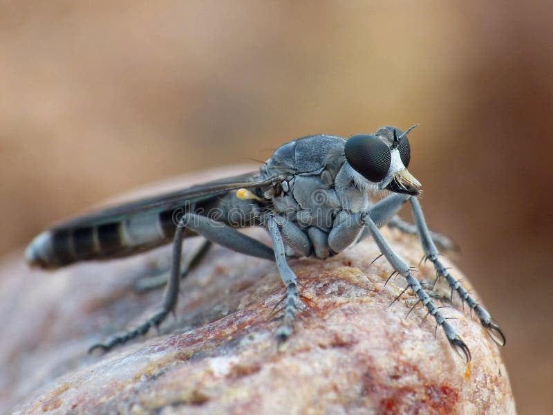 Gray Gnat Ogre on Stone 6 stock image. Image of resting - 165488083