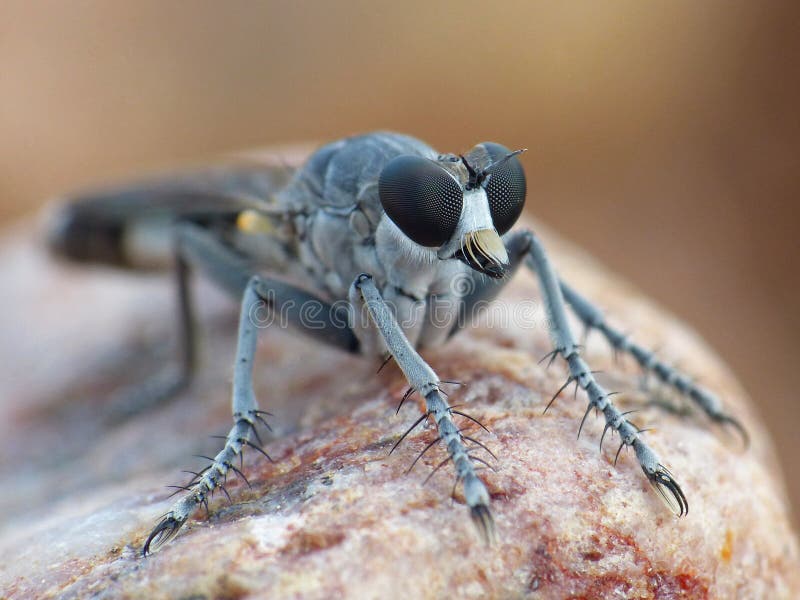 Gnat Ogre on Wood Side View Stock Image - Image of black, macro: 163505439