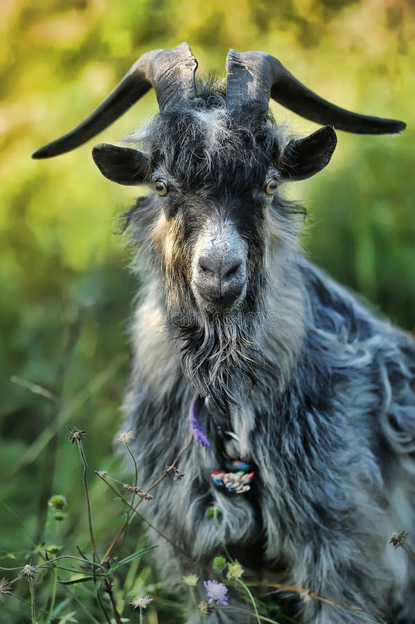 3,977 Gray Goat Stock Photos - Free & Royalty-Free Stock Photos from ...