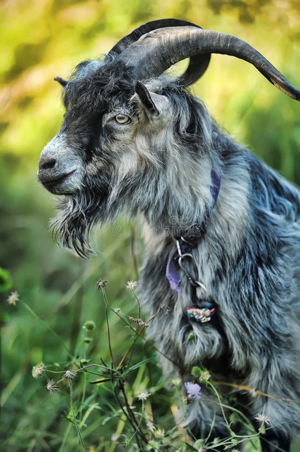 Gray goat stock image. Image of nature, horns, farm, green - 48425611