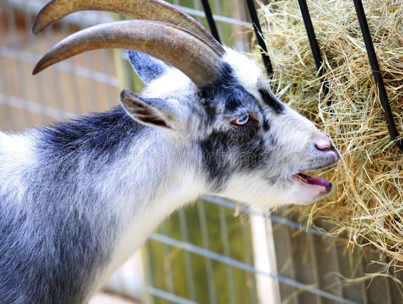A gray goat eating stock image. Image of food, white - 72372835
