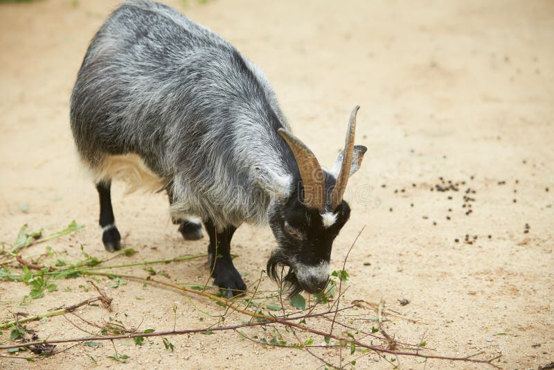 Gray Goat with Horns Eats Grass on a Zoo Stock Photo - Image of ireland ...