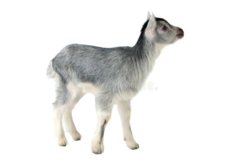Young Domestic Goat Bleating, Kid, Isolated Stock Image - Image of ...