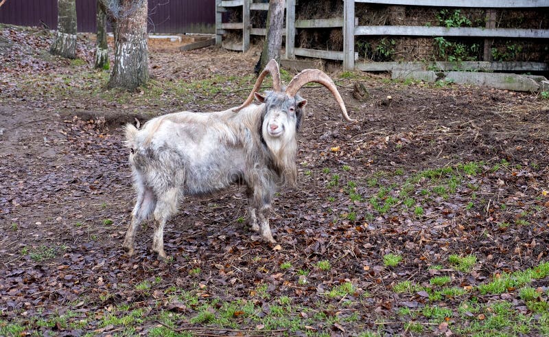 Gray Goat with Large Horns Stands in the Barnyard Stock Photo - Image ...