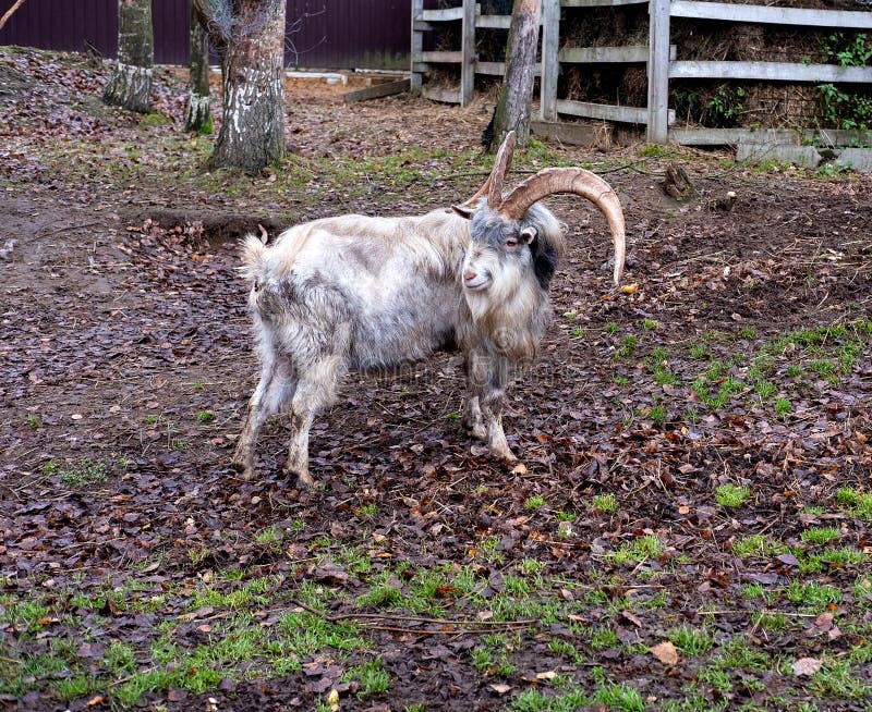 Gray Goat with Large Horns Stands in the Barnyard Stock Photo - Image ...