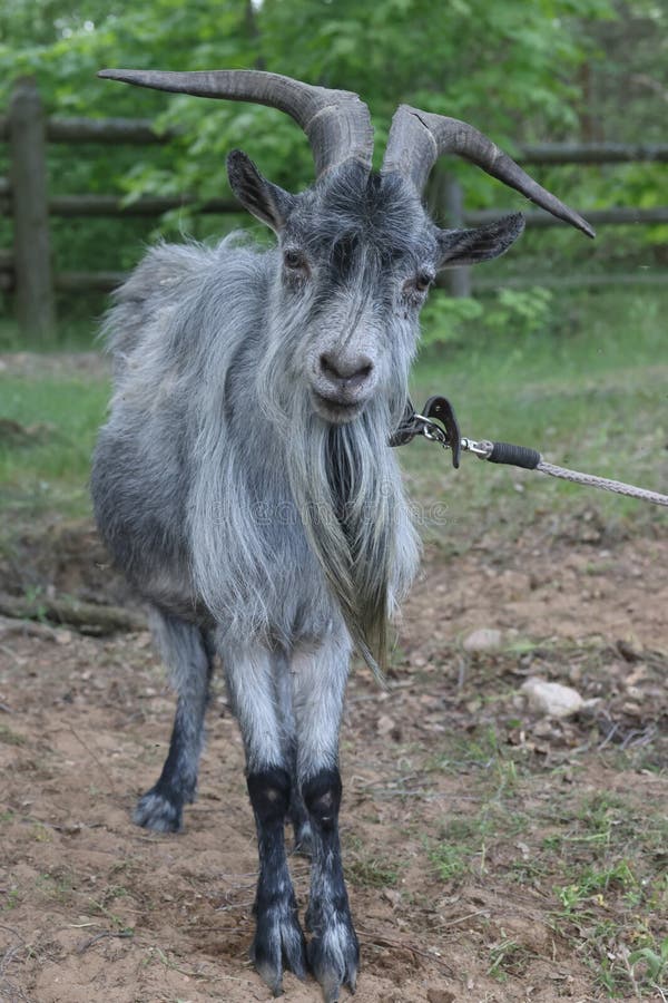 Gray Goat on a Leash. Looks Right into the Camera Stock Photo - Image ...