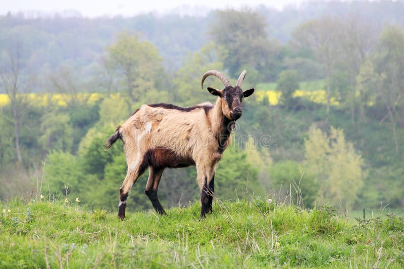 Gray goat stock photo. Image of spring, livestock, meadow - 42894206