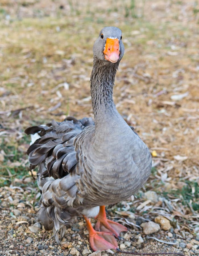 402 Goose Front View Stock Photos - Free & Royalty-Free Stock Photos ...