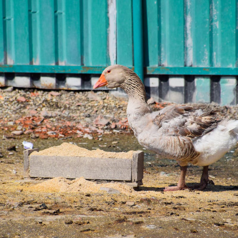 The Gray Goose is Domestic. Stock Photo - Image of grey, beak: 142223210