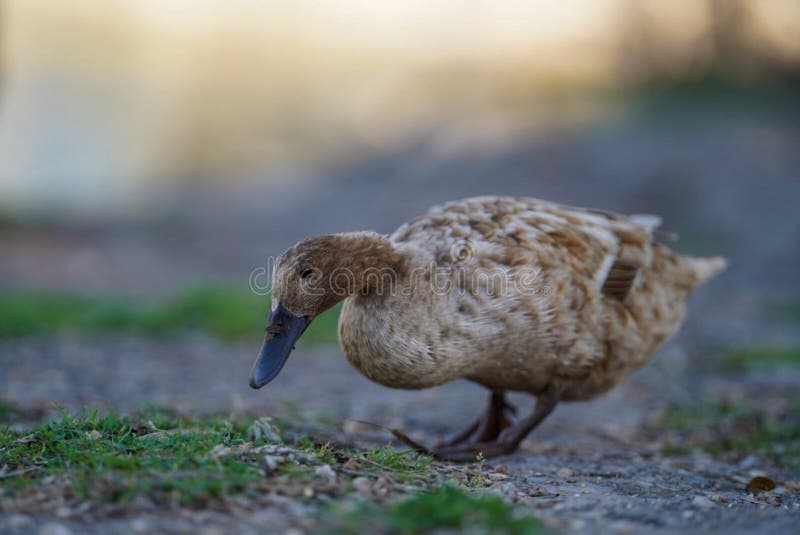 Gray Goose on the Field. Lonely Goose in Nature Stock Photo - Image of ...