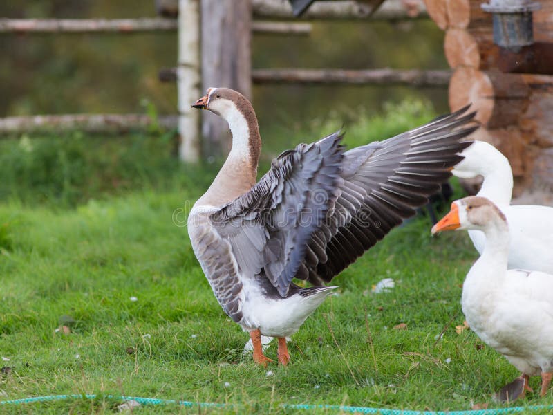 148 Goose Flaps Stock Photos - Free & Royalty-Free Stock Photos from ...