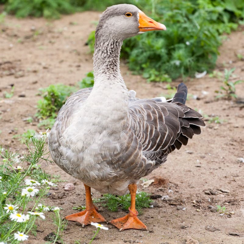 Gray Goose Head with Open Beak Side View Closeup Stock Image - Image of ...