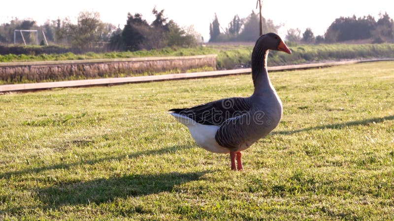 Gray goose on green grass stock photo. Image of waterfowl - 290084150