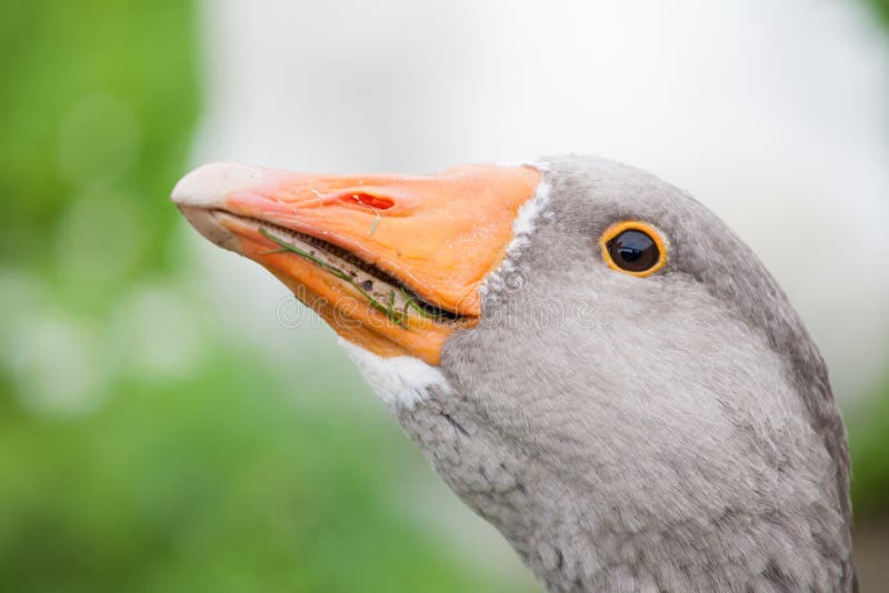 Gray Goose Head with Open Beak Side View Closeup Stock Image - Image of ...