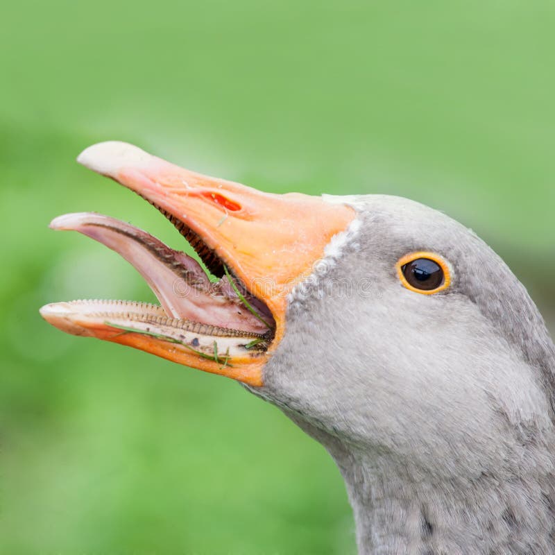 Gray Goose Head with Open Beak Side View Closeup Stock Image - Image of ...
