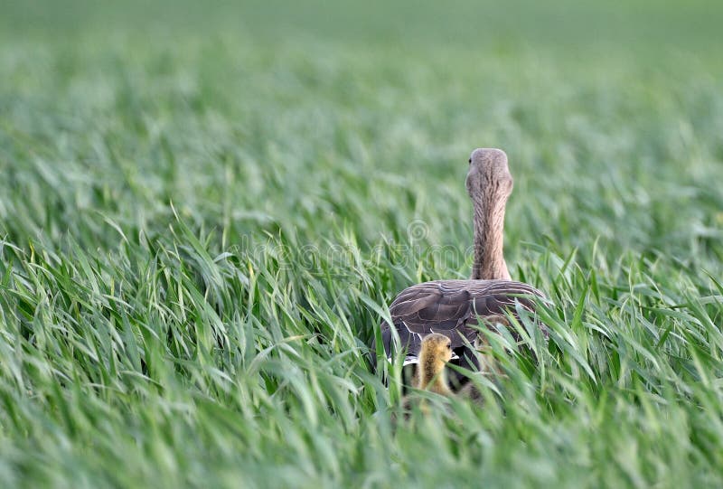 158 Goose Rear Stock Photos - Free & Royalty-Free Stock Photos from ...