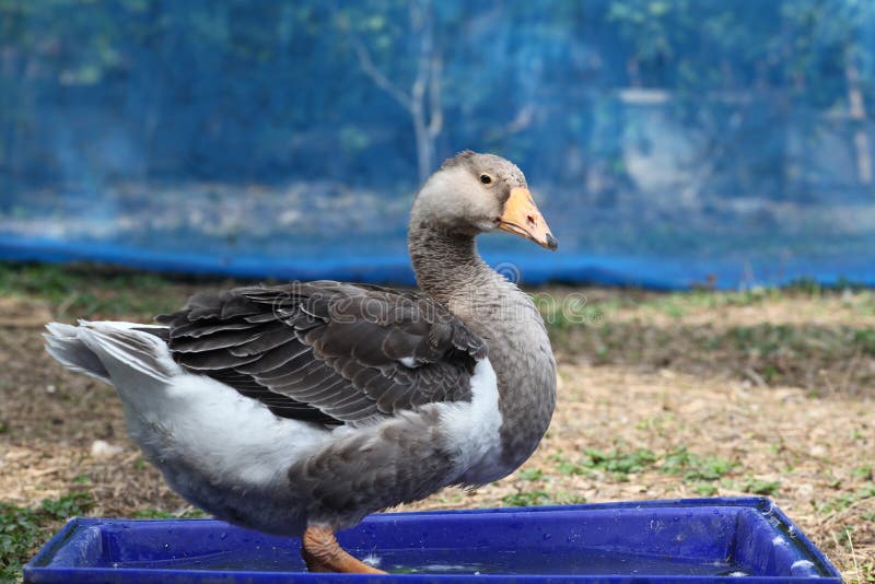 Gray Goose Play Water in Garden. Stock Image - Image of summer, farm ...