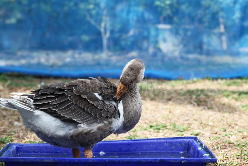 Gray Goose Play Water in Garden. Stock Photo - Image of animal, grass ...