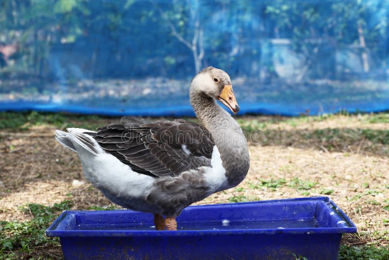 Gray Goose Play Water in Garden. Stock Image - Image of anser ...