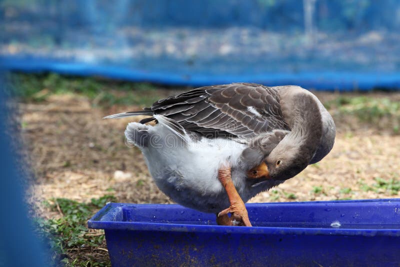 Gray Goose Play Water in Side Mini Pool. Stock Photo - Image of nature ...