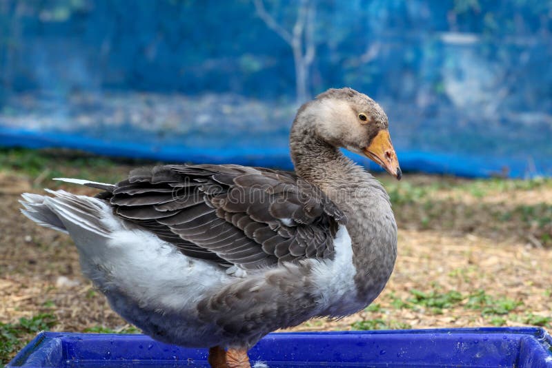 Goose beside the pool stock image. Image of kasetsart - 60299985