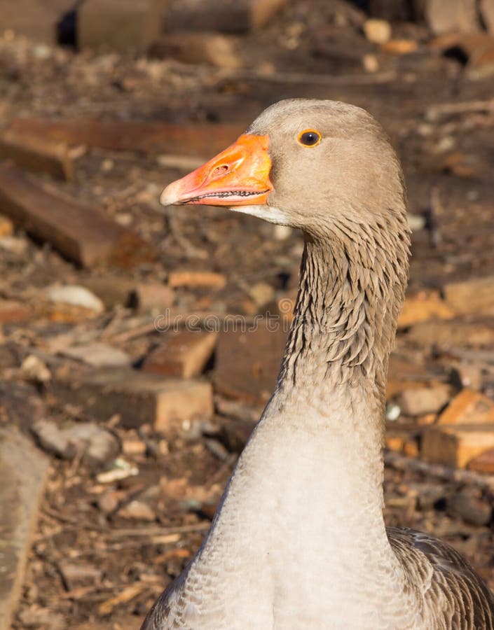 Goose Standing Profile Stock Photos - Download 297 Royalty Free Photos