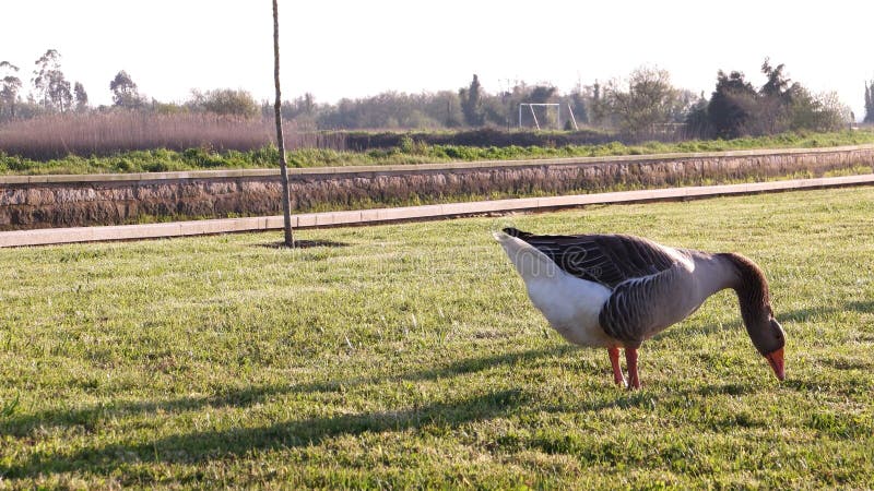 Gray goose on green grass stock photo. Image of natural - 264377818