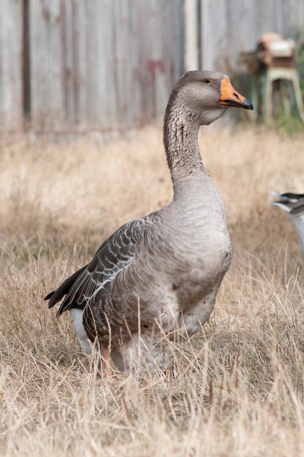 Image of gray goose stock image. Image of long, bird - 26650521