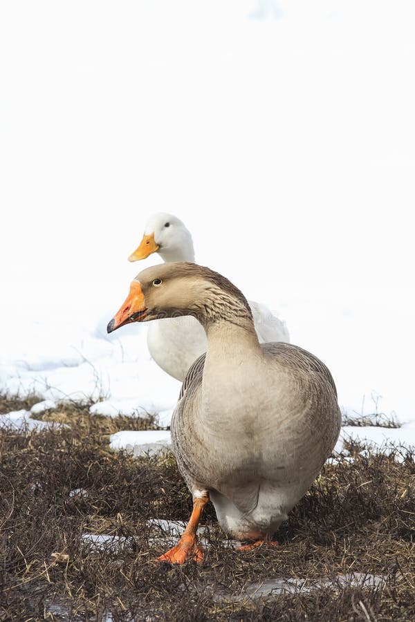 Goose Walking Next To a Lake Stock Photo - Image of olive, duck: 49542836