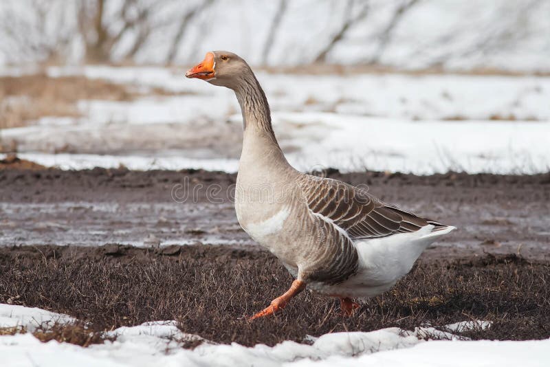 Gray Goose Walking in Grass and Snow Stock Image - Image of growth ...