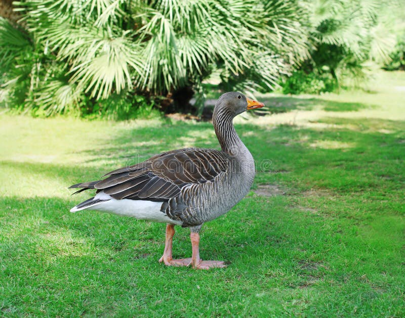 Gray Goose Walking on the Grass in Summer Stock Image - Image of avian ...