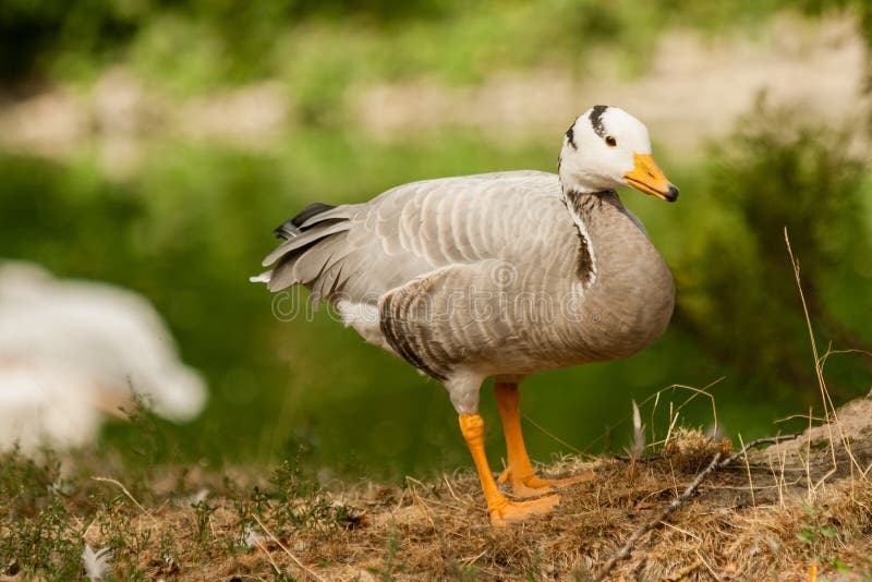 A Gray Goose Walks on the Grass Stock Photo - Image of closeup, europe ...