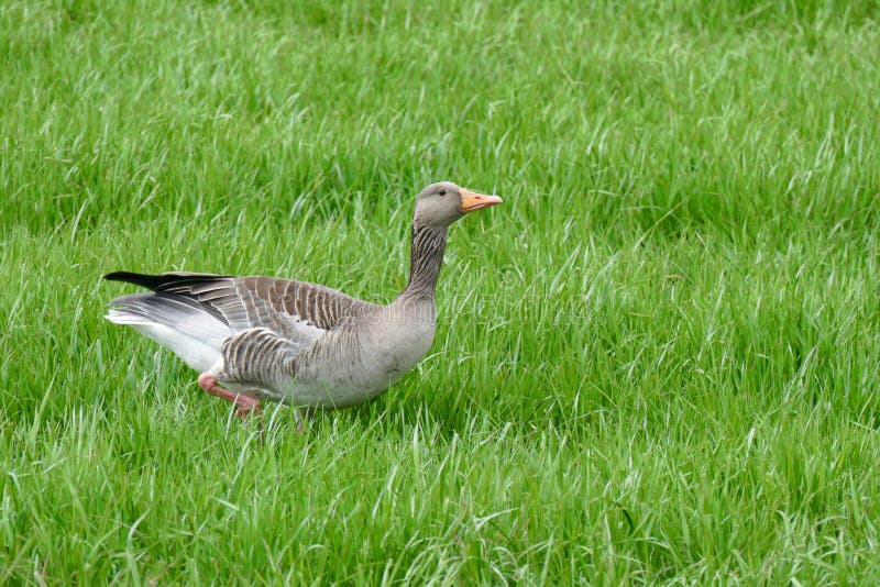 Gray goose stock image. Image of bird, gray, wild, goose - 69737911