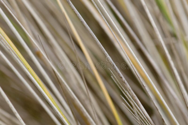 Gray Grass stock photo. Image of texture, reed, organic - 8908622