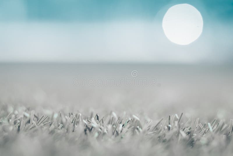 Gray Grass. Background Texture. Fresh Spring Gray Grass. Fluffy Blanket ...