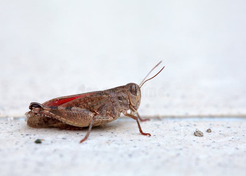 Gray Grasshopper Close Up Sits on a White Floor Stock Photo - Image of ...