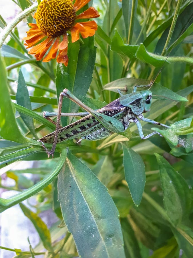 Gray Grasshopper of Green Color in Grass Stock Photo - Image of pest ...