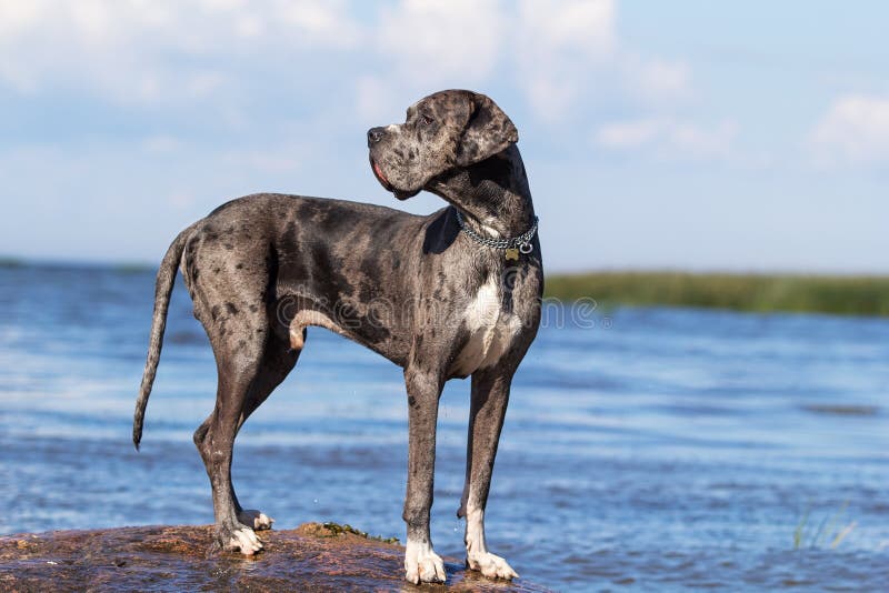 Gray great dane stock image. Image of rock, summer, animal - 26284505