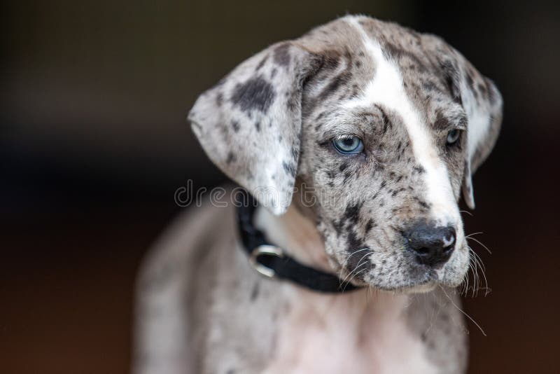 Gray Great Dane Puppy Dog stock image. Image of purebred - 182170329