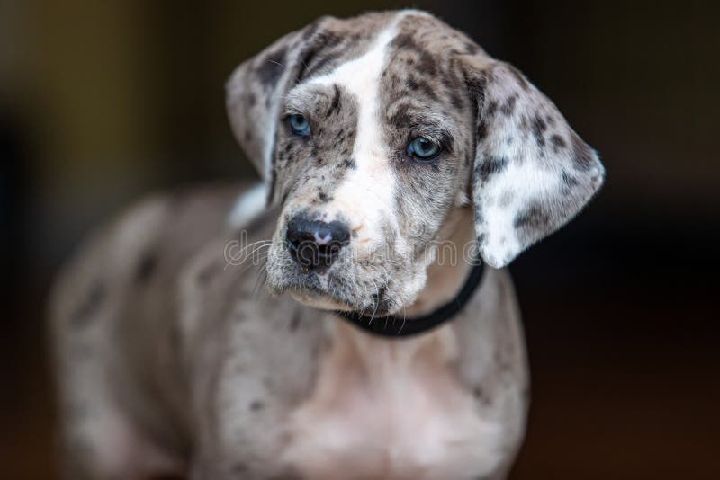 Gray Great Dane Puppy Dog stock photo. Image of puppy - 182170330