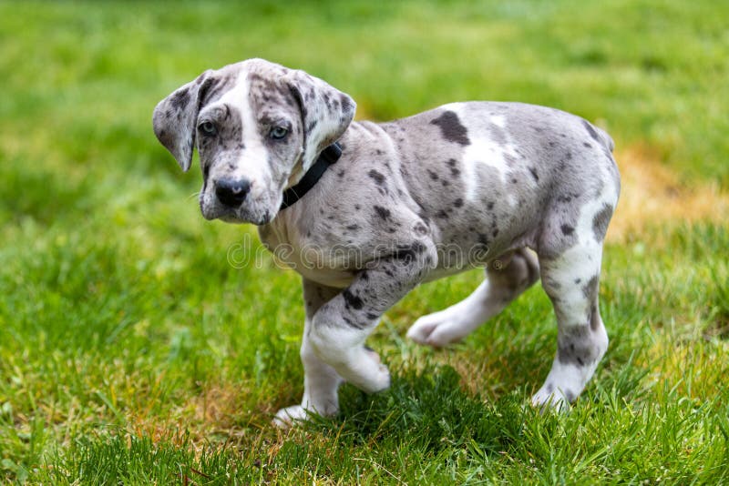 Gray Great Dane Puppy Dog stock photo. Image of responsibility - 182170358