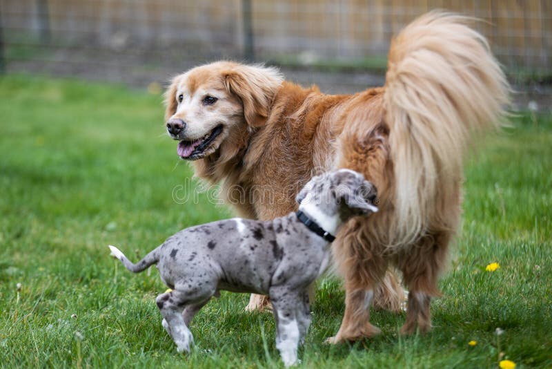 Gray Great Dane Puppy Dog stock photo. Image of teenage - 182170390