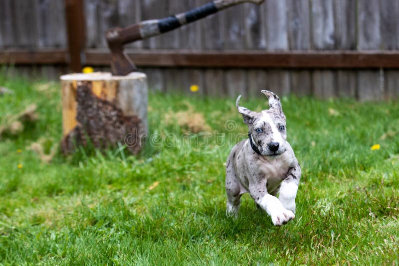 Gray Great Dane Puppy Dog stock photo. Image of canine - 182170366