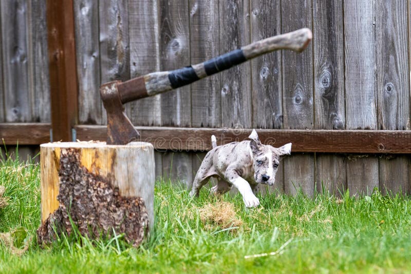 Gray Great Dane Puppy Dog stock image. Image of breed - 182170369